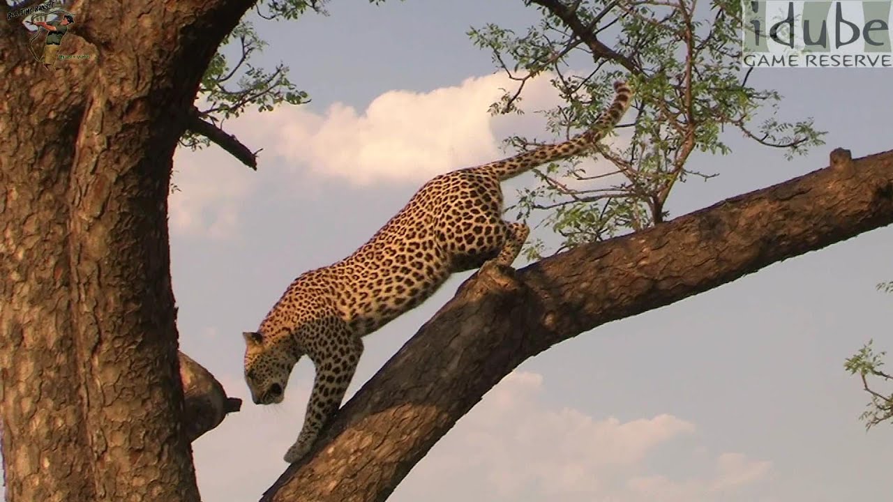 Leopard Jumps Out Of A Tree - YouTube