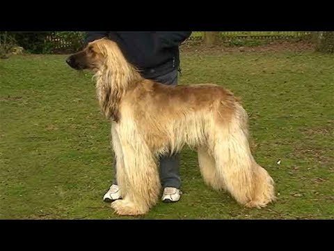 Dog Breed Video: Afghan Hound