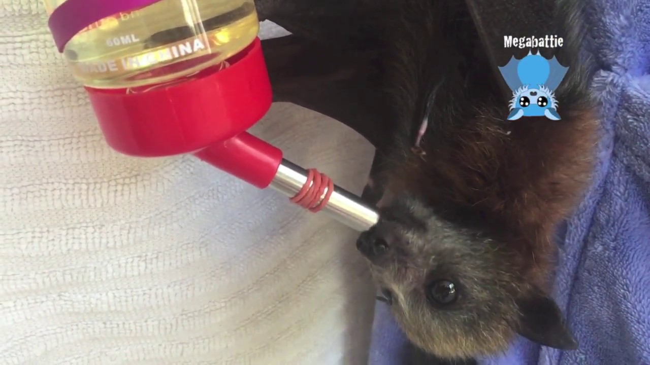 Baby bat learns to drink from dripper: this is Galileo - YouTube
