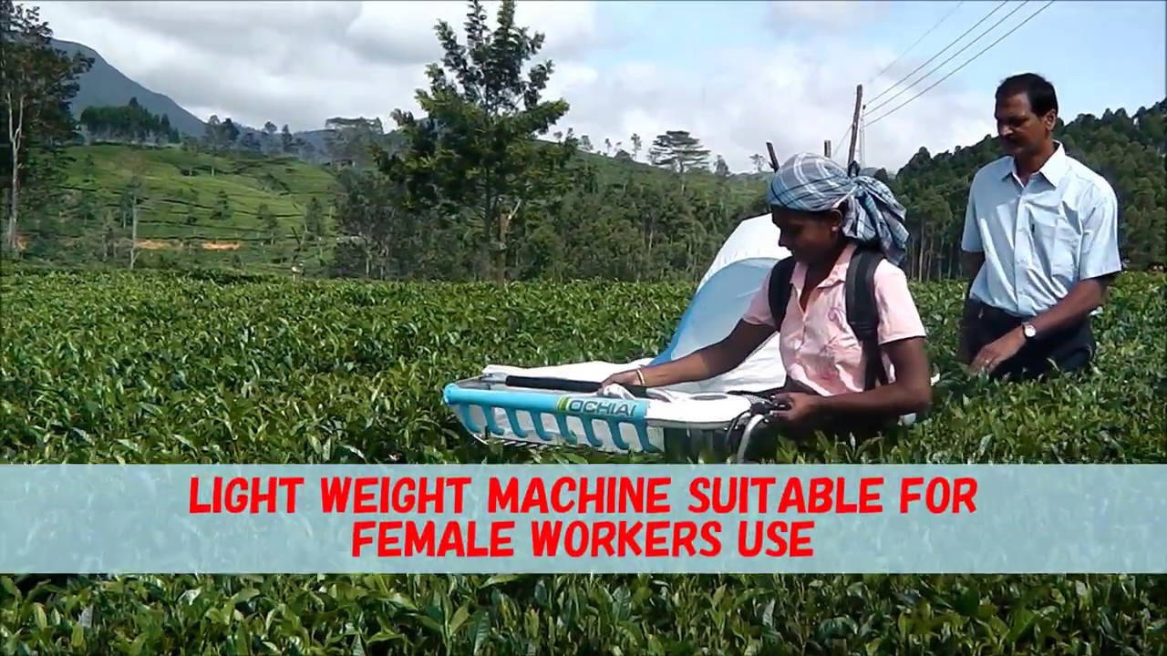 SINGLE MAN TEA PLUCKING SYSTEM - YouTube