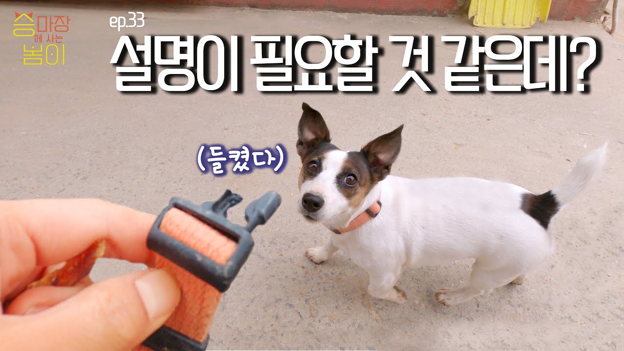 SUB ep 33 The Dog Ran Away While Taking A sub-ep-33-the-dog-ran-away-while-taking-a