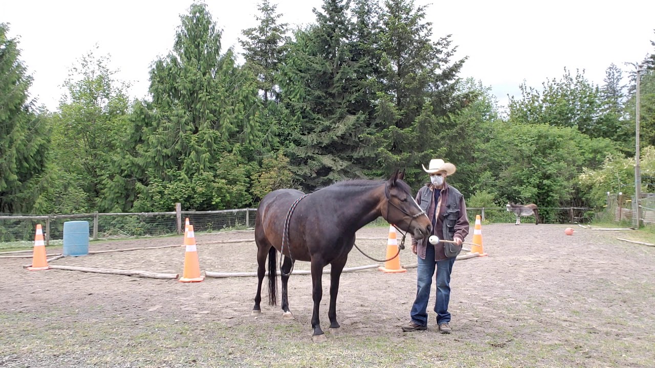 Horse clicker training (positive reinforcement) the beginning step ...