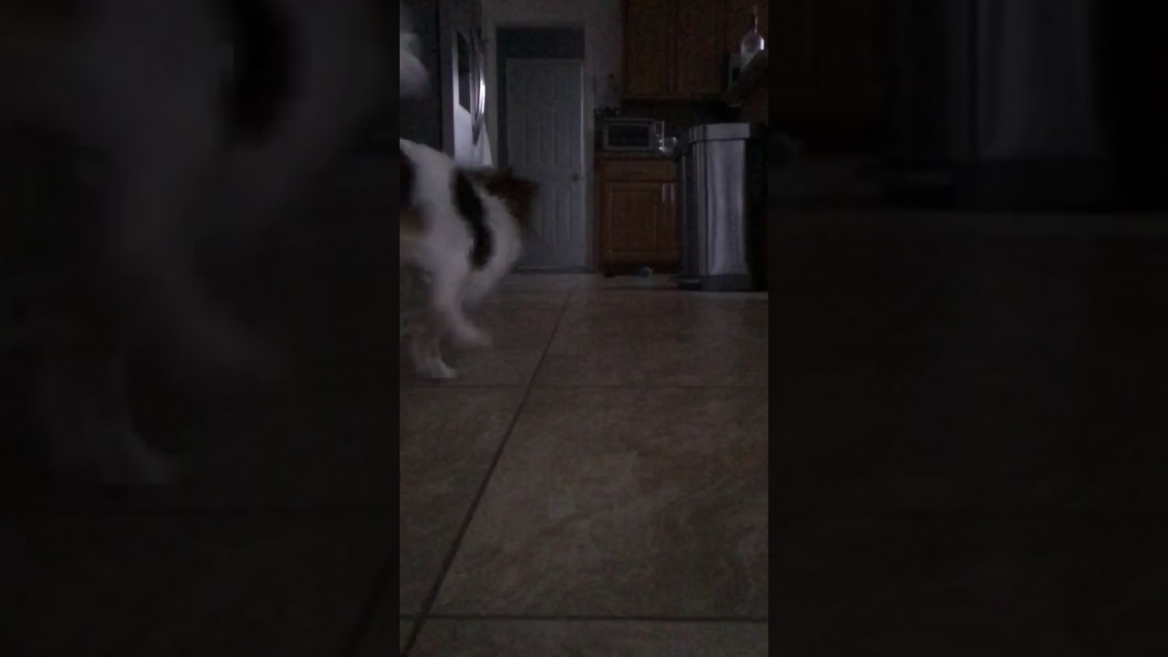 Bionic dog (part 2) - YouTube