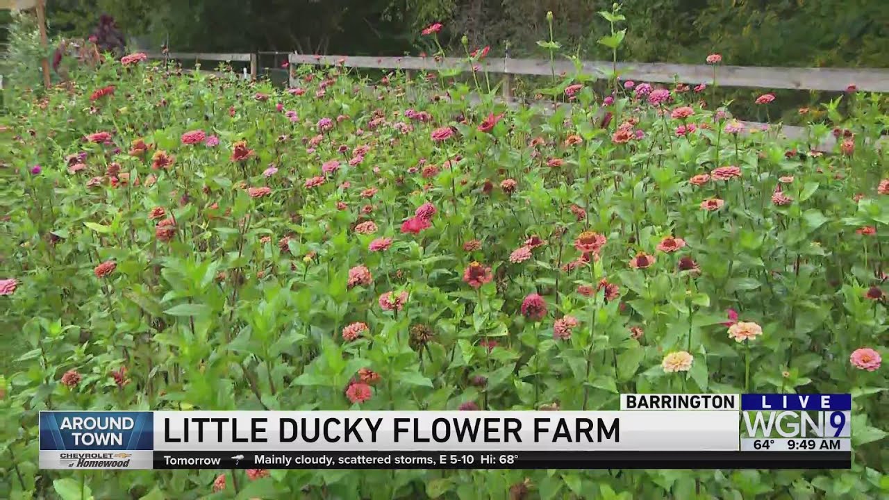 Around Town - Little Ducky U-Pick Flower Farm - YouTube