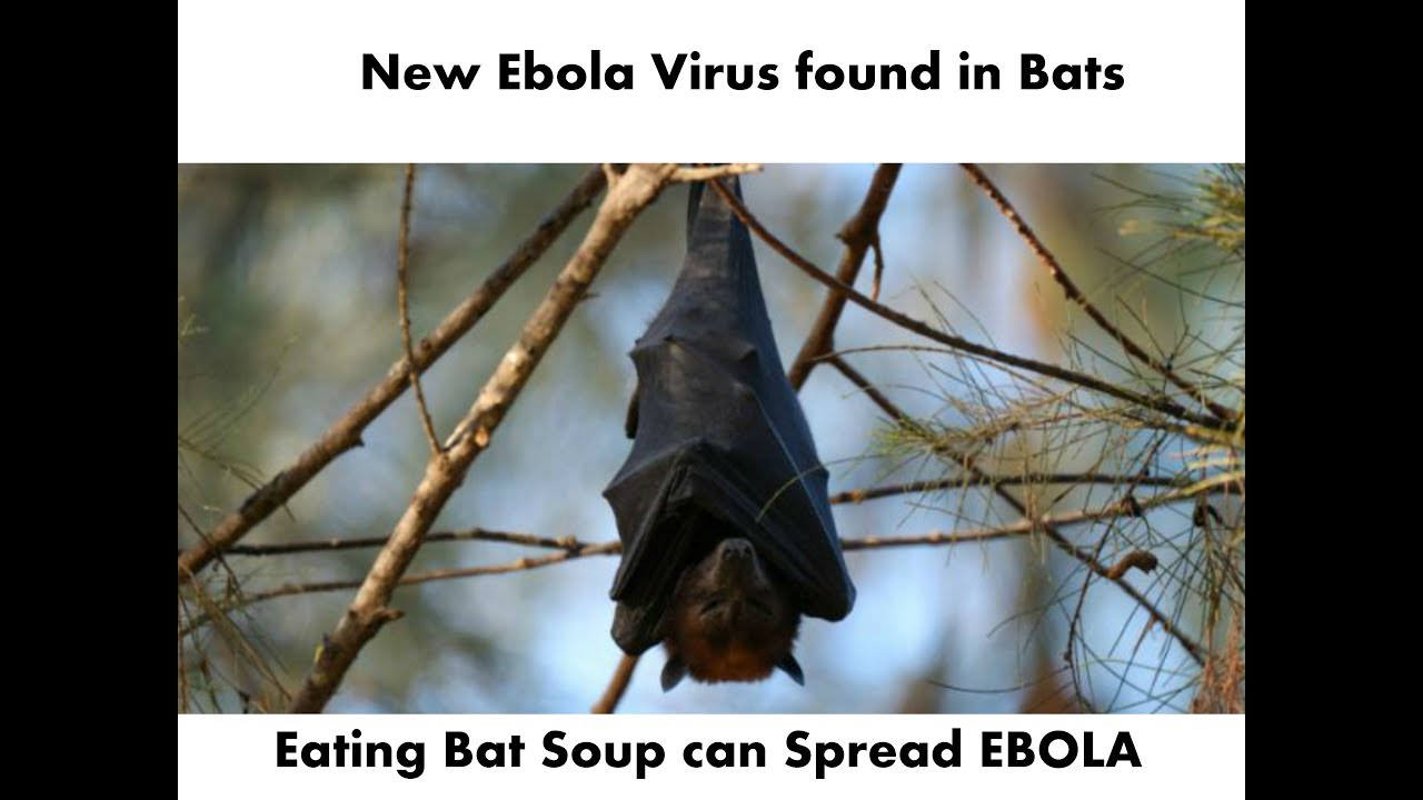 New Ebola virus found in Bats Eating Bat soup can spread Ebola - YouTube