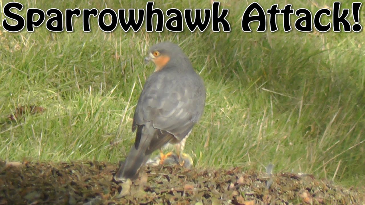 Sparrowhawk Attack! - YouTube