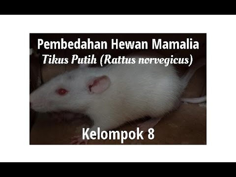 Kelompok 8 | Praktikum Anatomi Hewan | Pembedahan Tikus Putih (Rattus ...