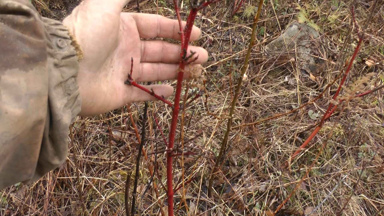 5-Year old cuttings and rooted plant Red Osier Dogwood Review - YouTube
