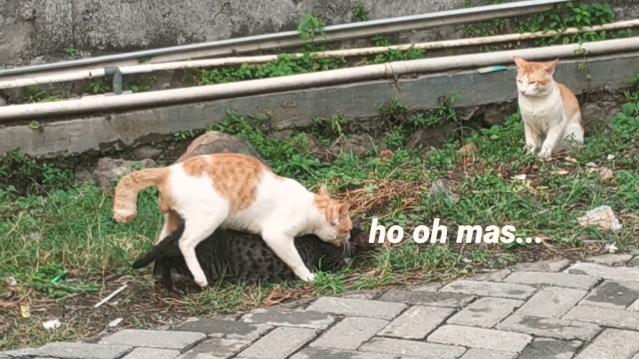 KUCING KAWIN KELAMAAN... - YouTube