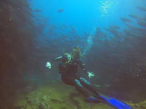 School of Red Snappers, Malpelo Island 2021 - YouTube