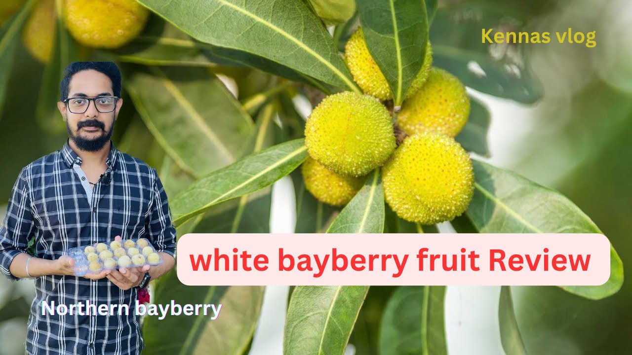 White Bayberry Fruit/ Northern Bayberry #kennasvlog #bayberry #fruits # ...