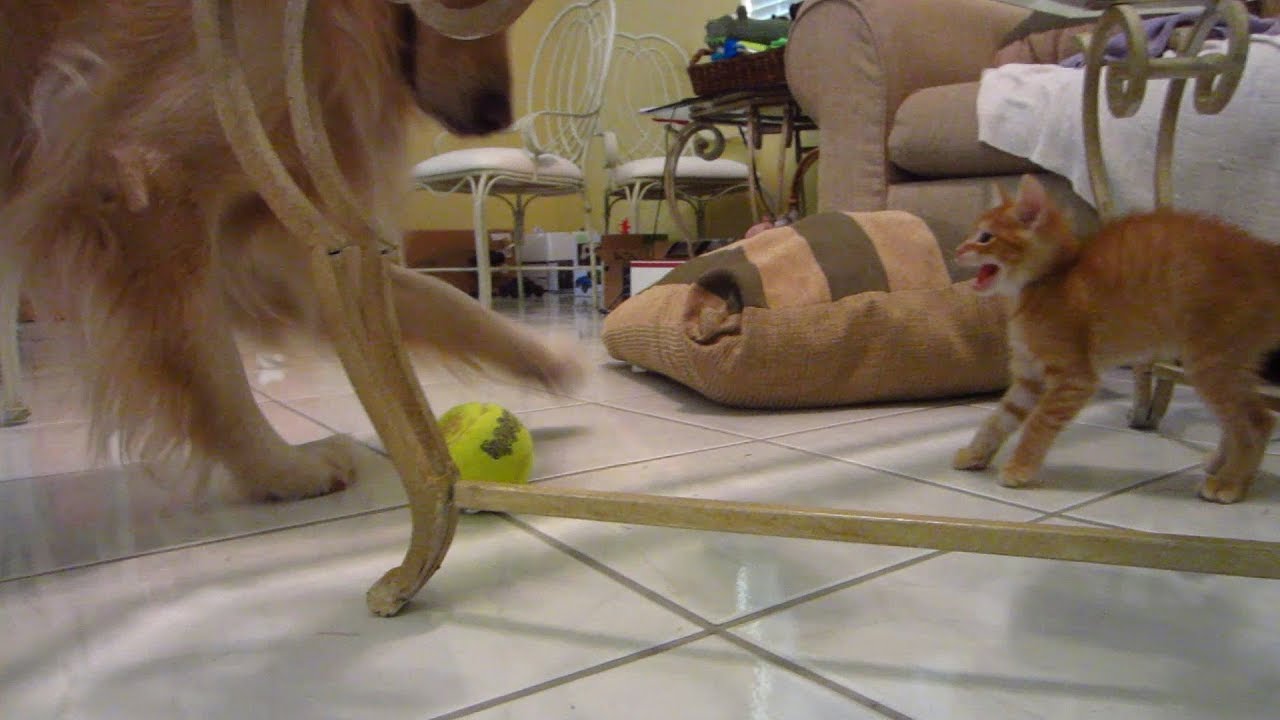 Kitten Hisses At Playful Big Dog - Frisky English Cream Golden ...