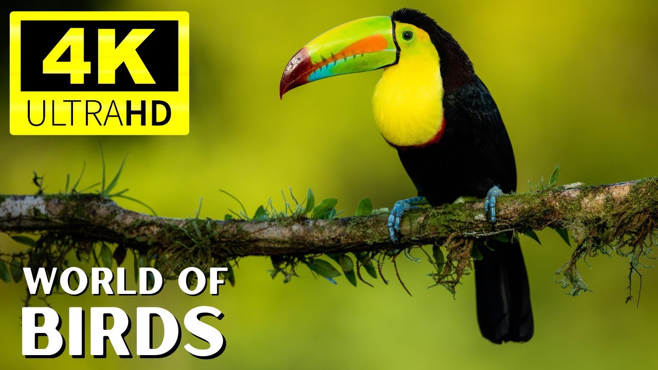 The World of BIRDS In 4K - 4K BIRDS Relaxation Video | Relaxation Music ...