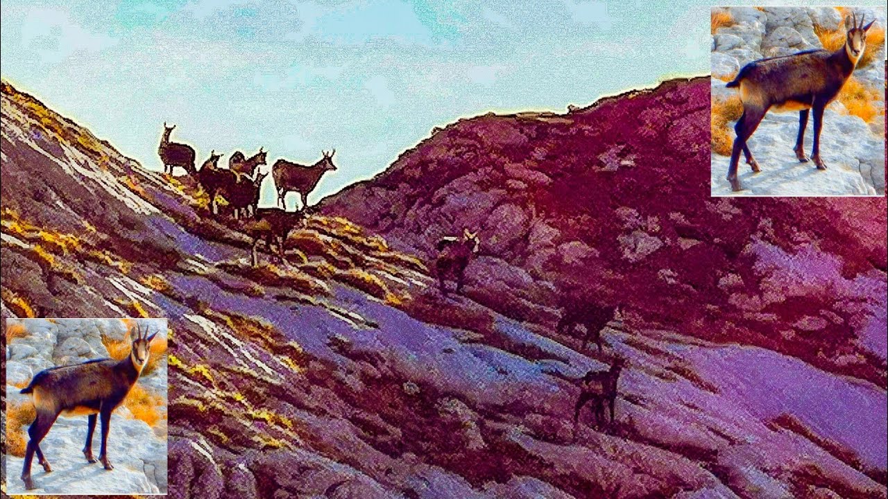 DIVOKOZE - stado divokoza na Durmitoru - YouTube