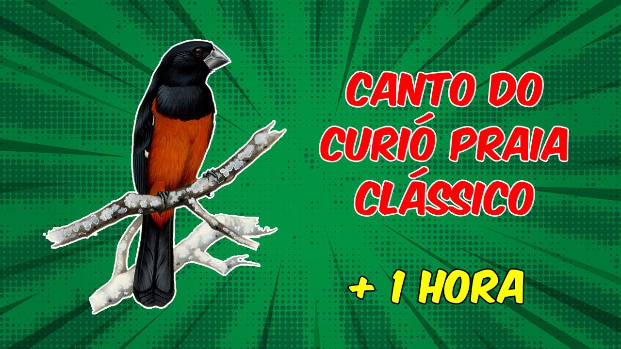 Canto do Curió Praia Clássico + Sons da Natureza- 1 Hora - YouTube