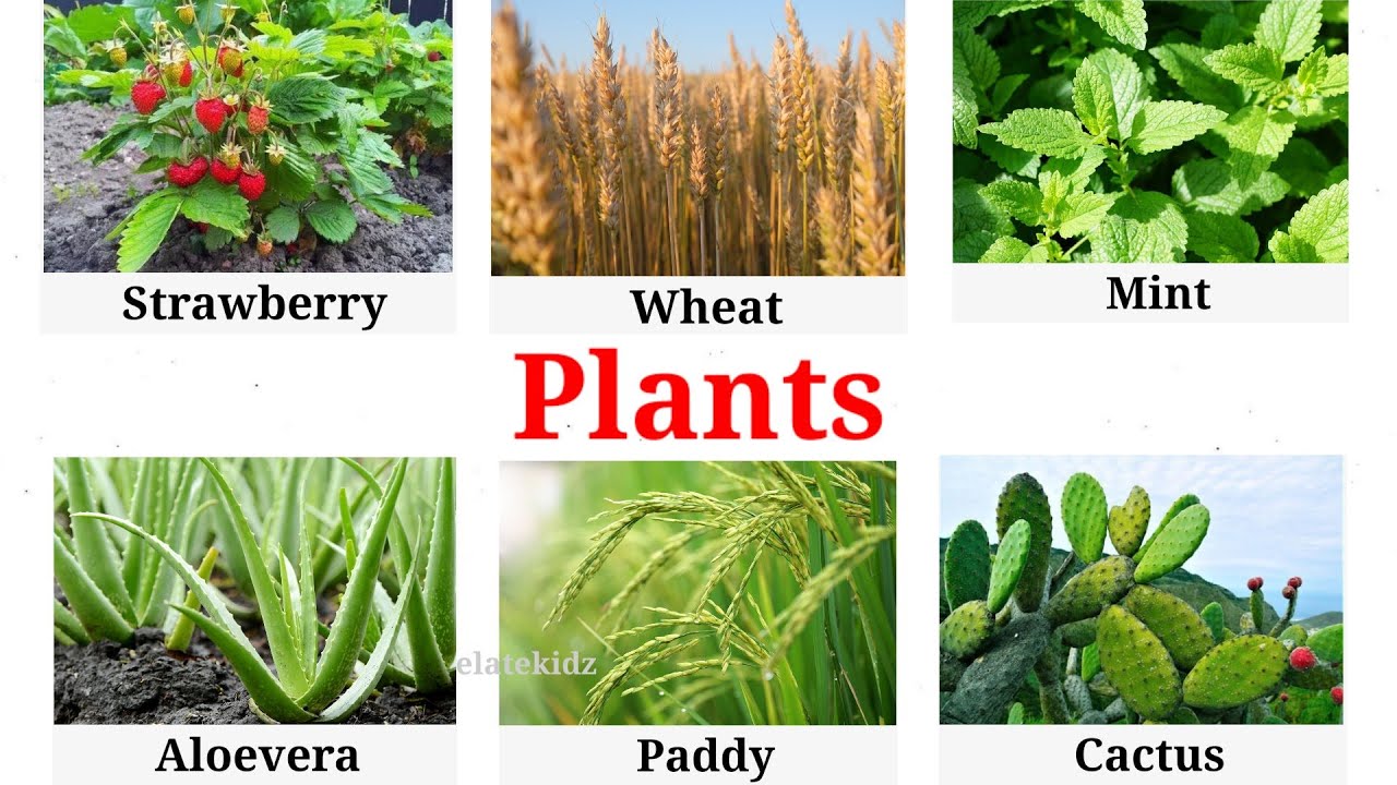 Plants Plants Name Learn Plants Name In English For Kids Elatekidz plants-plants-name-learn-plants-name-in-english-for-kids-elatekidz