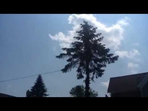 Cutting down a 40+ foot tree - YouTube