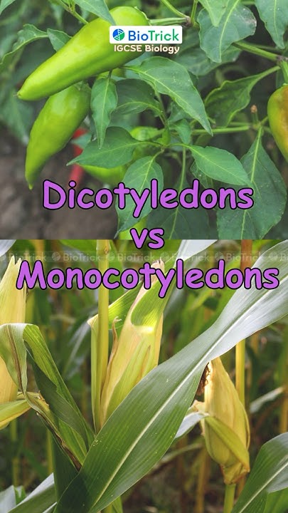 Flowering Plants | Dicotyledons | Monocotyledons | IGCSE Biology 0610 O ...