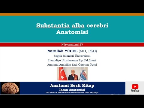 Substantia Alba Cerebri Anatomisi [DETAYLI KONU ANLATIMI] - YouTube