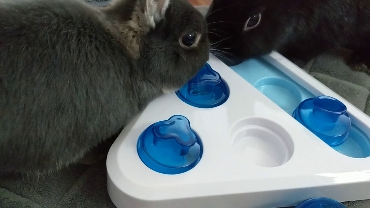 Rabbits game - YouTube