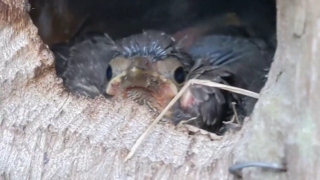 Baby birds chirping looking for mama full video - YouTube