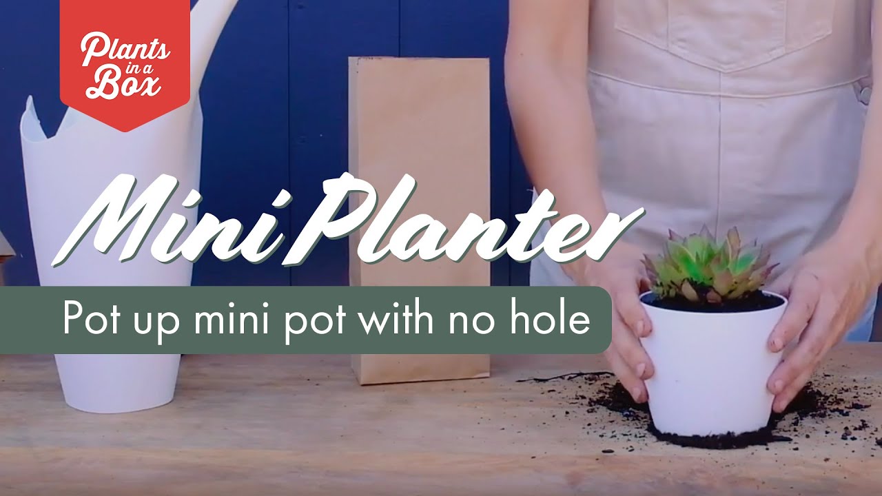 How-to guide: Potting up your mini pot with no holes - YouTube