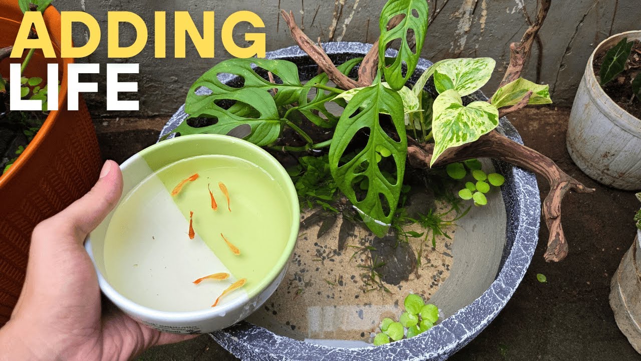 How I Built a Simple Guppy Pond for My Patio - YouTube
