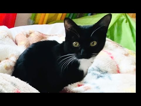 保護猫ハニャの今日のチュパ Vol.31 Today's protective cat hannya - YouTube
