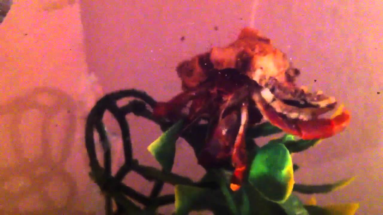 Crusher and Fiddlesticks the Purple Pincher Hermit Crabs - YouTube