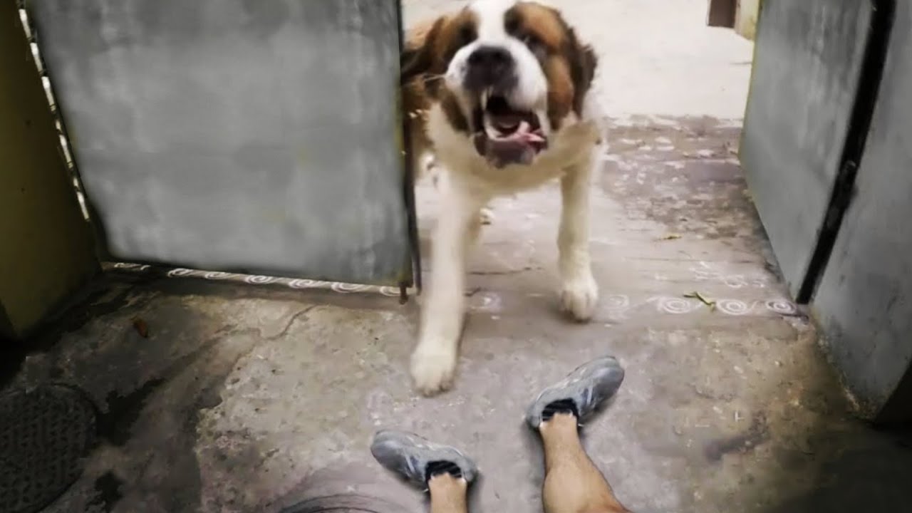 These Dogs Can Literally Break Bones - YouTube