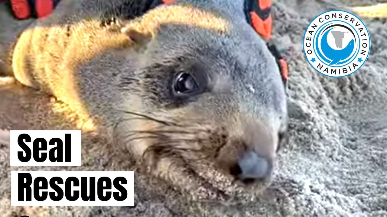 Seal Rescues: WHY and HOW - YouTube