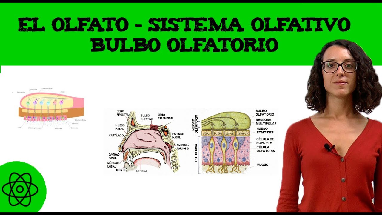 El olfato 👃 Sistema olfativo: bulbo olfatorio - YouTube