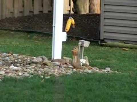 Bungee jumping squirrel 1 - YouTube