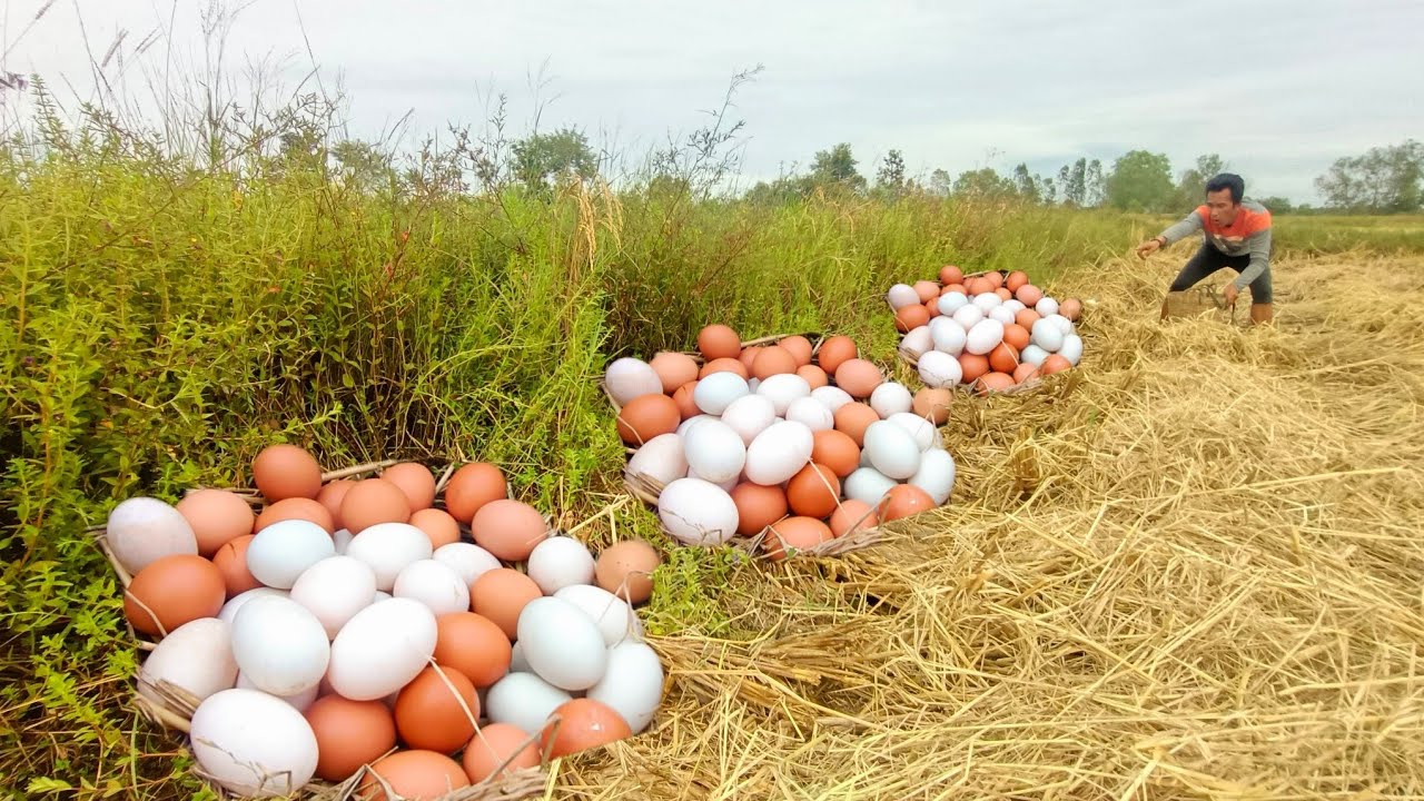 amazing! pick a lot of eggs on the nest under grass pick by best hand ...