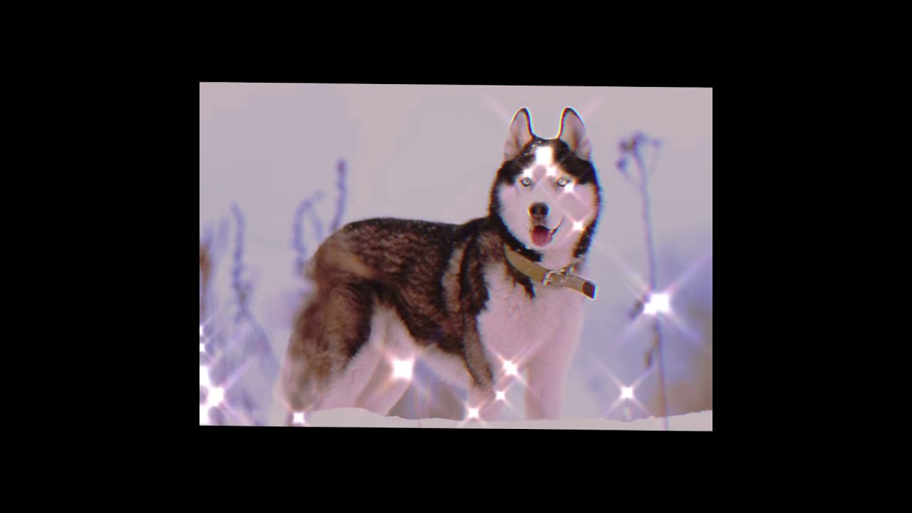 Husky edit 🦋 - YouTube
