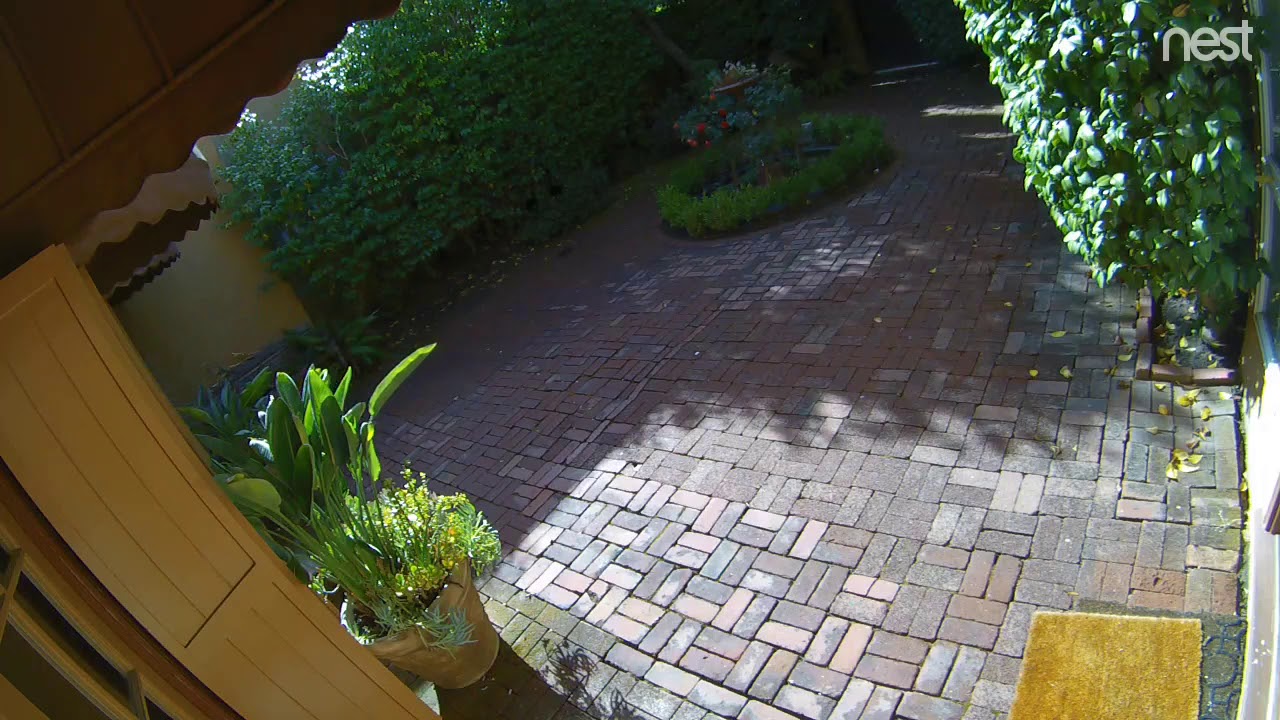 Hawk Attacks: 7 Ways to Protect Yourself & Your Pets Now!