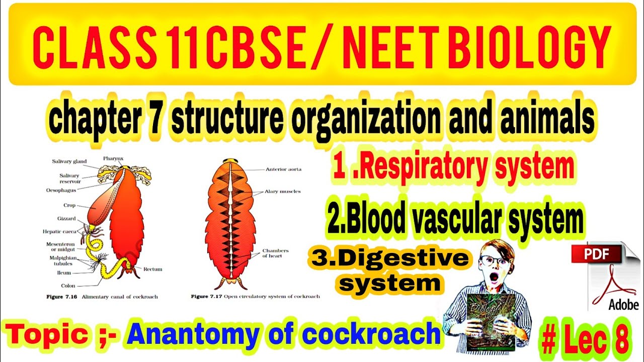 Anatomy of cockroach (digestive system, blood vascular system ...