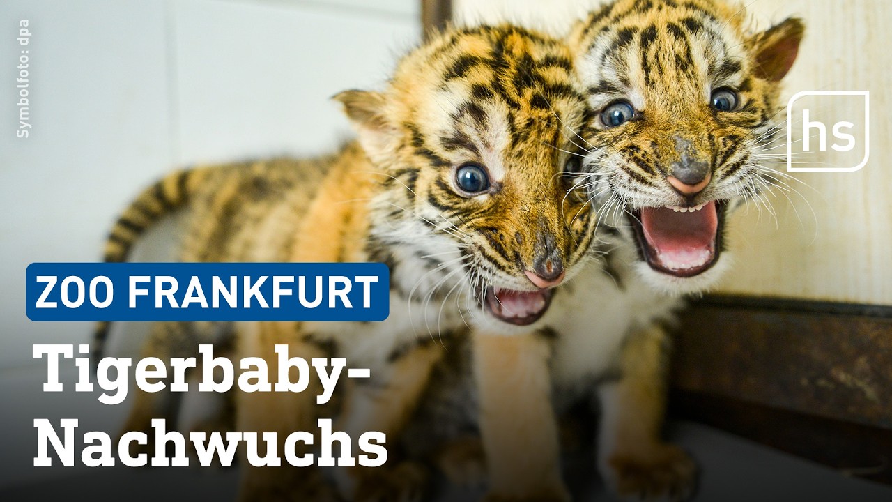 Sooo süß: Zwei Tigerbabys im Frankfurter Zoo geboren | hessenschau ...