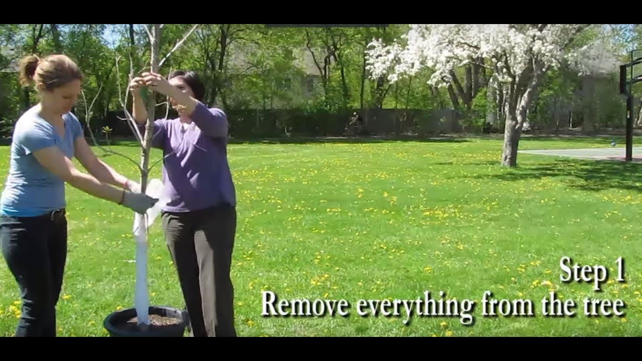 Plant a Tree the Tree Trust Way! - YouTube