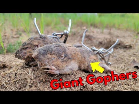 THE BEST WAY TO GET RID OF GOPHERS QUICKLY! - YouTube