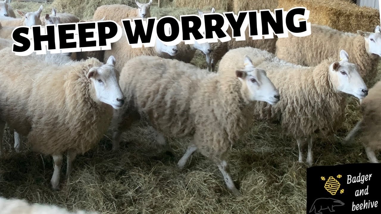 Sheep worrying in England - YouTube