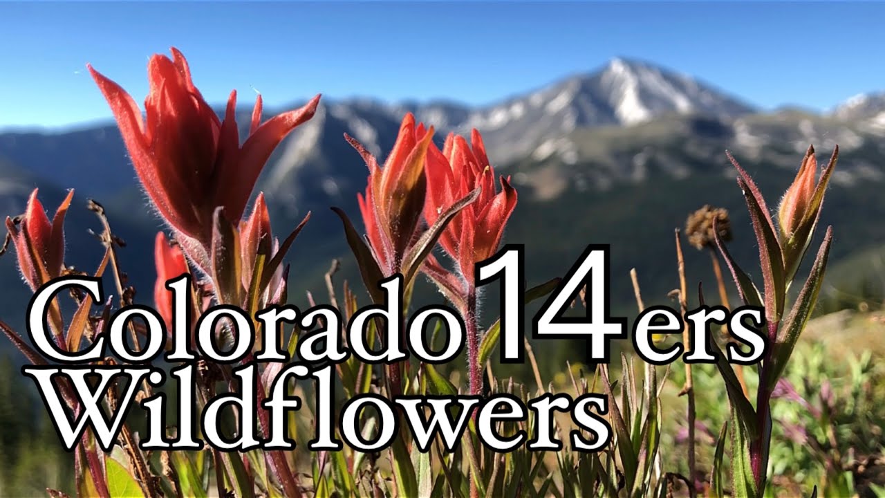 Colorado wildflowers of the 14ers - Guide to alpine Rocky Mountain ...