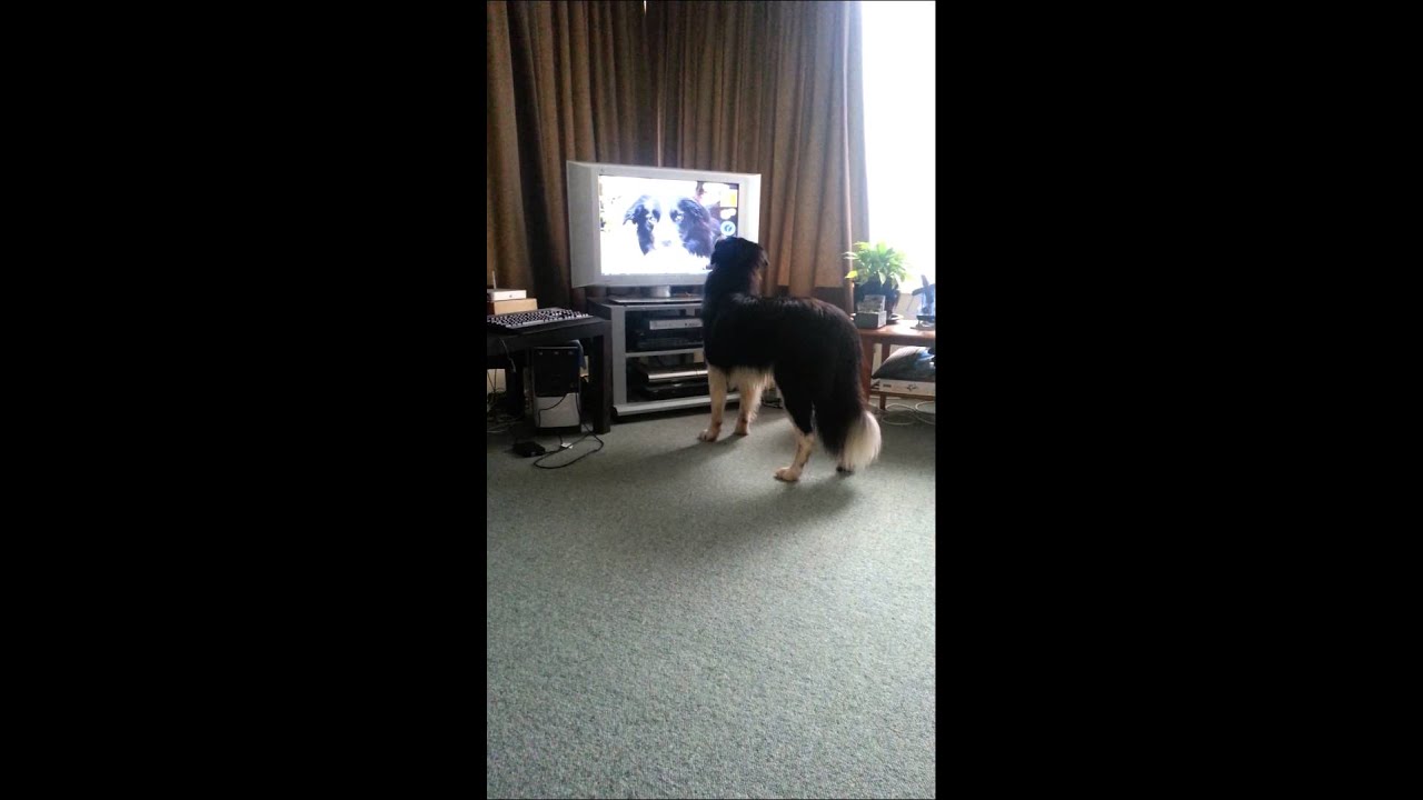 Dog howling to Avicii - YouTube