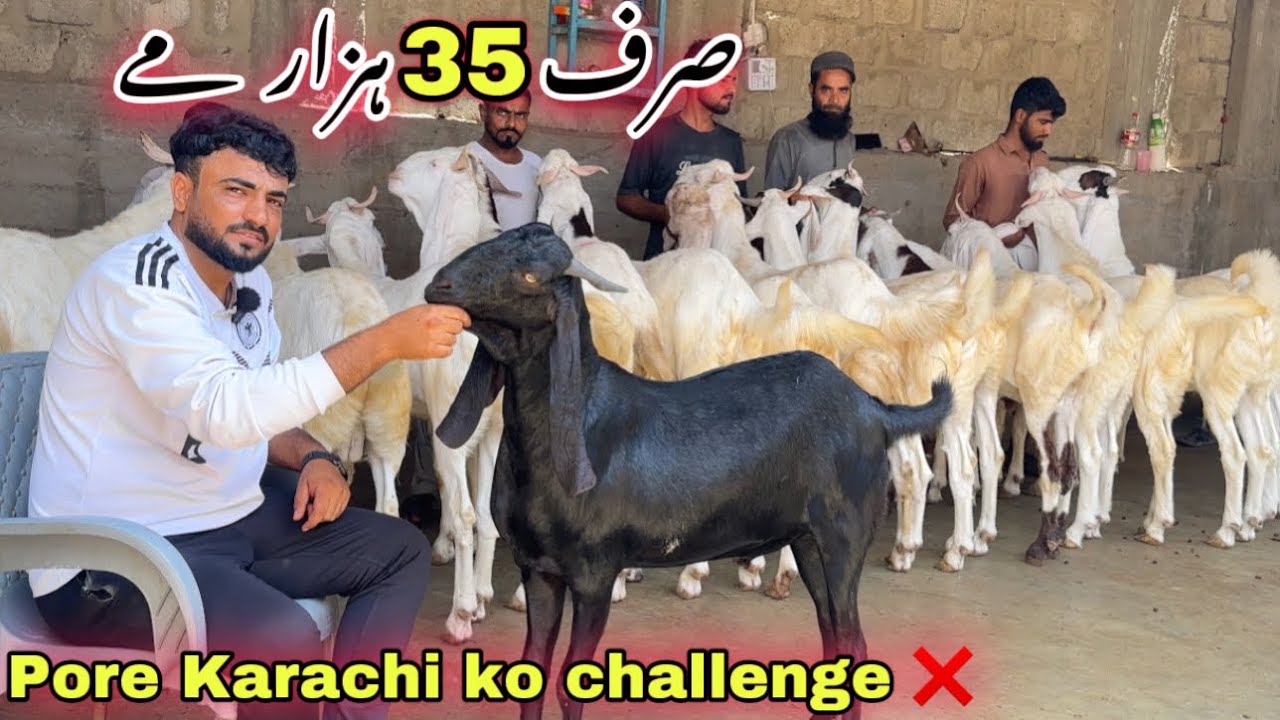 Wali Kareem Goat Farm Heavy Quality bakra Le Aya 😍 || Qurbani 2025 ...