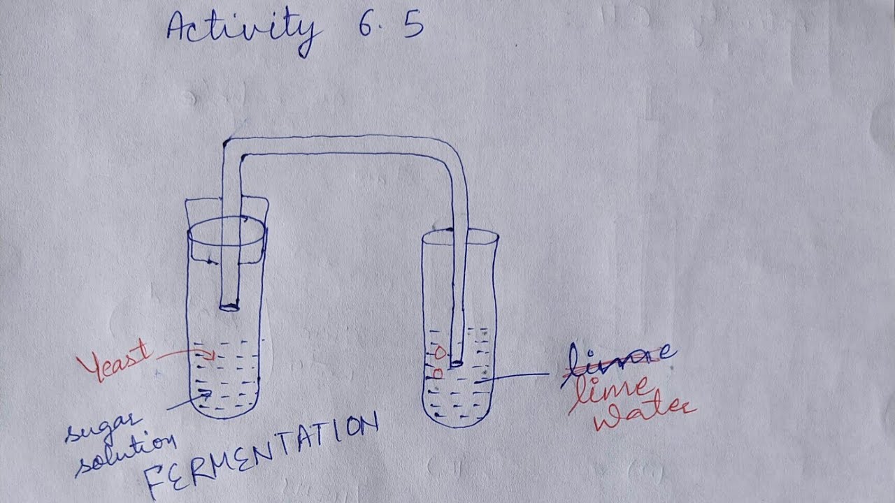 Activity 6.5, Life processes, chapter 6, 10th class (part 9) - YouTube
