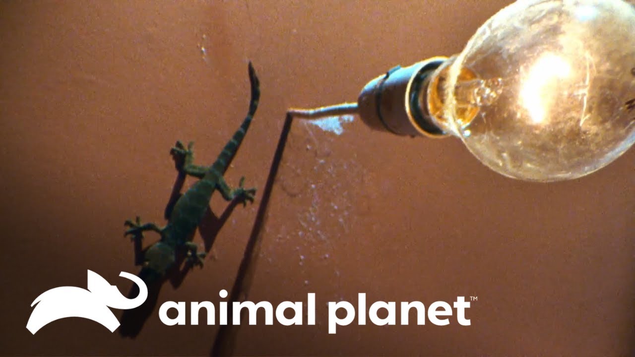 Animais que desafiam a gravidade | O Incrível Mundo Animal | Animal ...