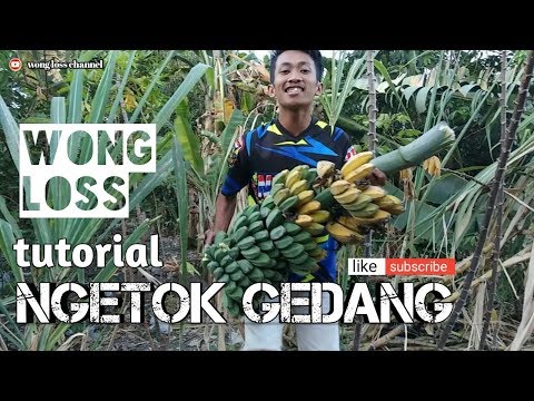 TUTORIAL NGETOK GEDANG WONG LOSS  gedang GAJE(gak jelas) gaes. | FILM KOMEDI JAWA