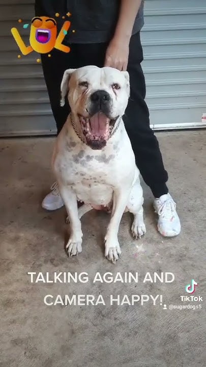 MISS SUGAR DOG CAMERA HAPPY #sugar #bulldog #dog #viral #funny #comedy #shortsvideo #trending # ...