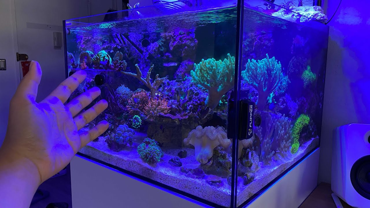 Waterbox Reef Tank Update June 2021 - YouTube
