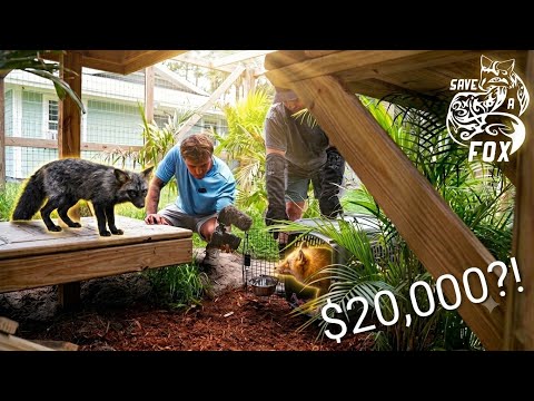 Expensive rescue fox goes to live with Paul Cuffaro (tour of Paul's facility!)